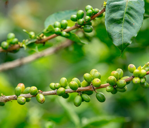 Honduras Organic – JavaMaster